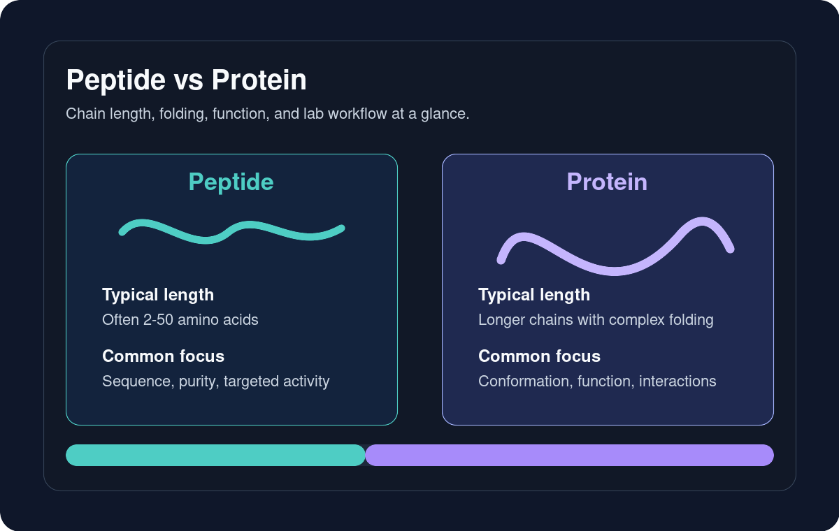Peptide vs Protein: Key Differences | Peptides.page